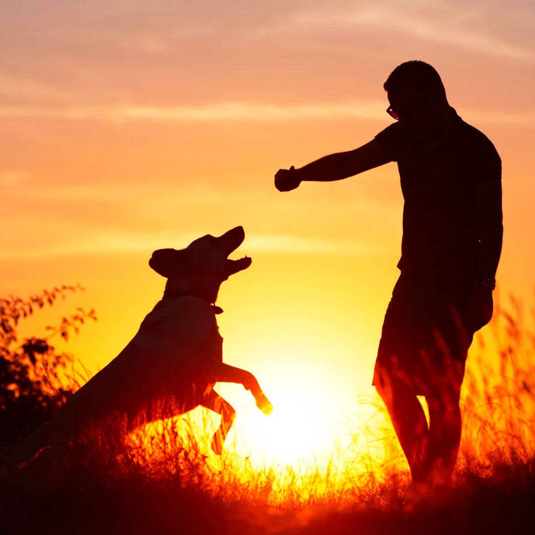 ¿Cómo llevar el luto de tu mascota? – Crematorio San Francisco